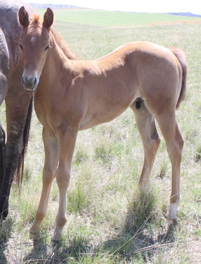 2019 Mahlstedt Ranch Red Roan Quarter Horse stud colt for sale